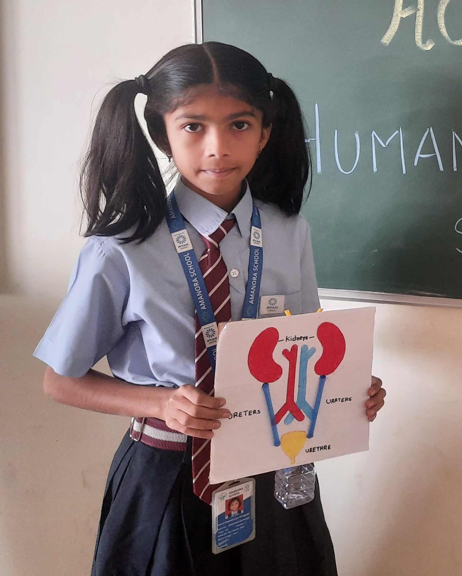 Grade 7 Science Excretory System Model Making Activity